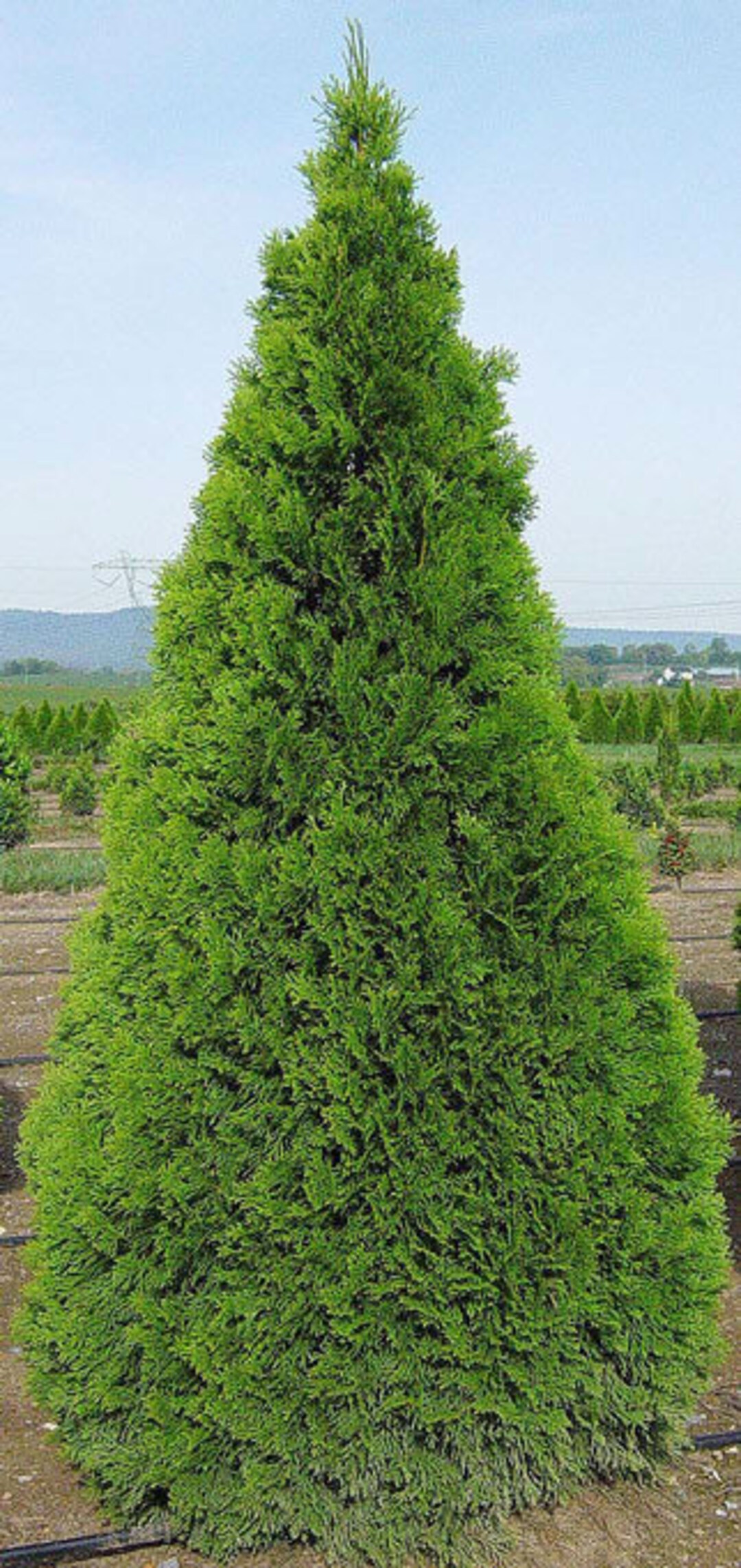 25 THUJA TREE Cedar Thuja Occidentalis Seeds comb S/H - Etsy