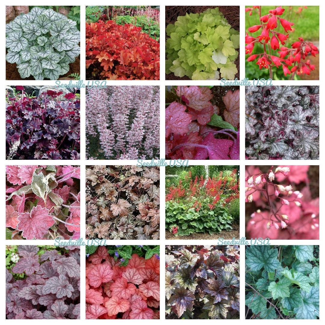 1200 Mixed Colors CORAL BELLS HEUCHERA Shade Flower Seeds - Etsy