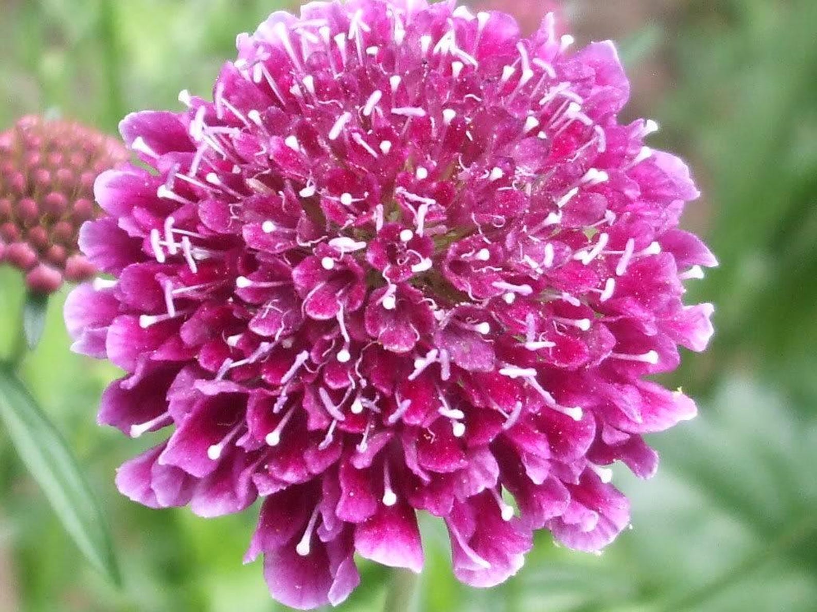 50 FINEST MIXED Colors SCABIOSA (mourning Bride / Pin Cushion) Scabiosa ...