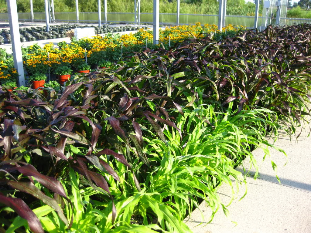 25 RED JEWEL MILLET Setaria Italica Ornamental Grass Flower - Etsy India