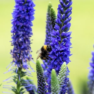 50 Mixed Colors VERONICA SIGHTSEEING MIXTURE (spike Speedwell) Veronica ...