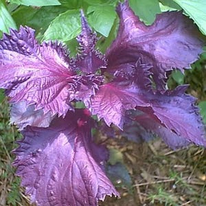 500 DARK OPAL BASIL purple Ruffles Ocimum Basilicum Herb Flower Seeds ...