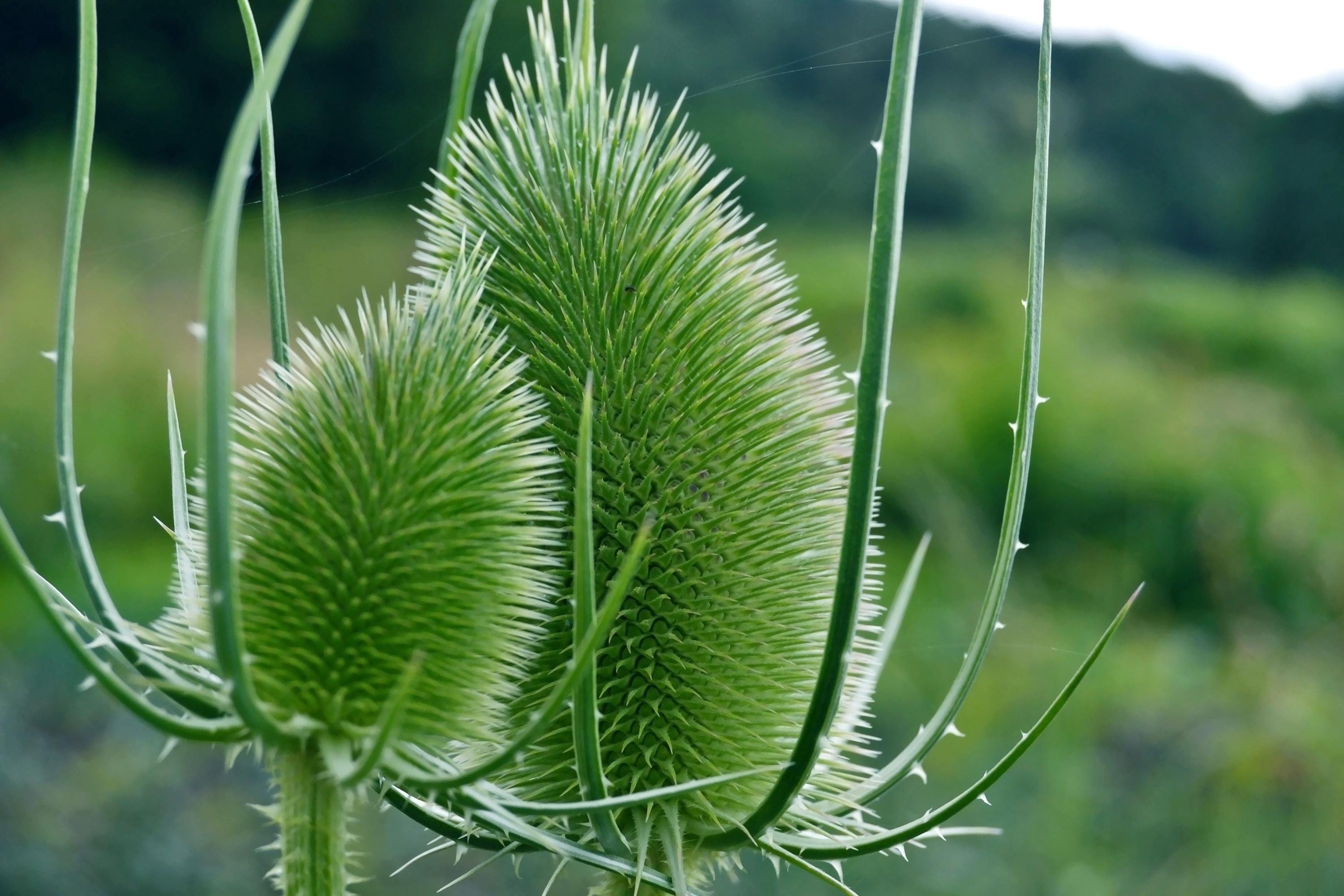 75 FULLERS TEASEL Indian Teasel Dipsacus Sativus White Flower Herb ...
