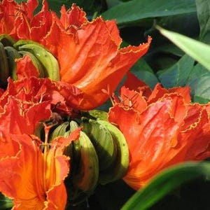 15 Red AFRICAN TULIP TREE (fire Tree / Flame of the Forest / Fountain ...