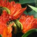 15 Red AFRICAN TULIP TREE (fire Tree / Flame of the Forest / Fountain ...