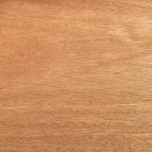 5 TRUE MAHOGANY TREE Honduran Big Leaf Sky Fruit Swietenia Macrophylla ...