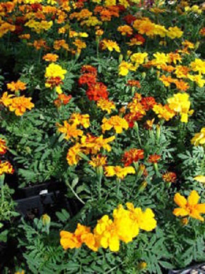250 AFRICAN MARIGOLD CRACKERJACK Mixed Color Tagetes Erecta - Etsy