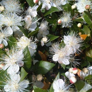 20 TRUE MYRTLE Myrtus Communis Aka Common & Sweet Myrtle Fragrant White ...