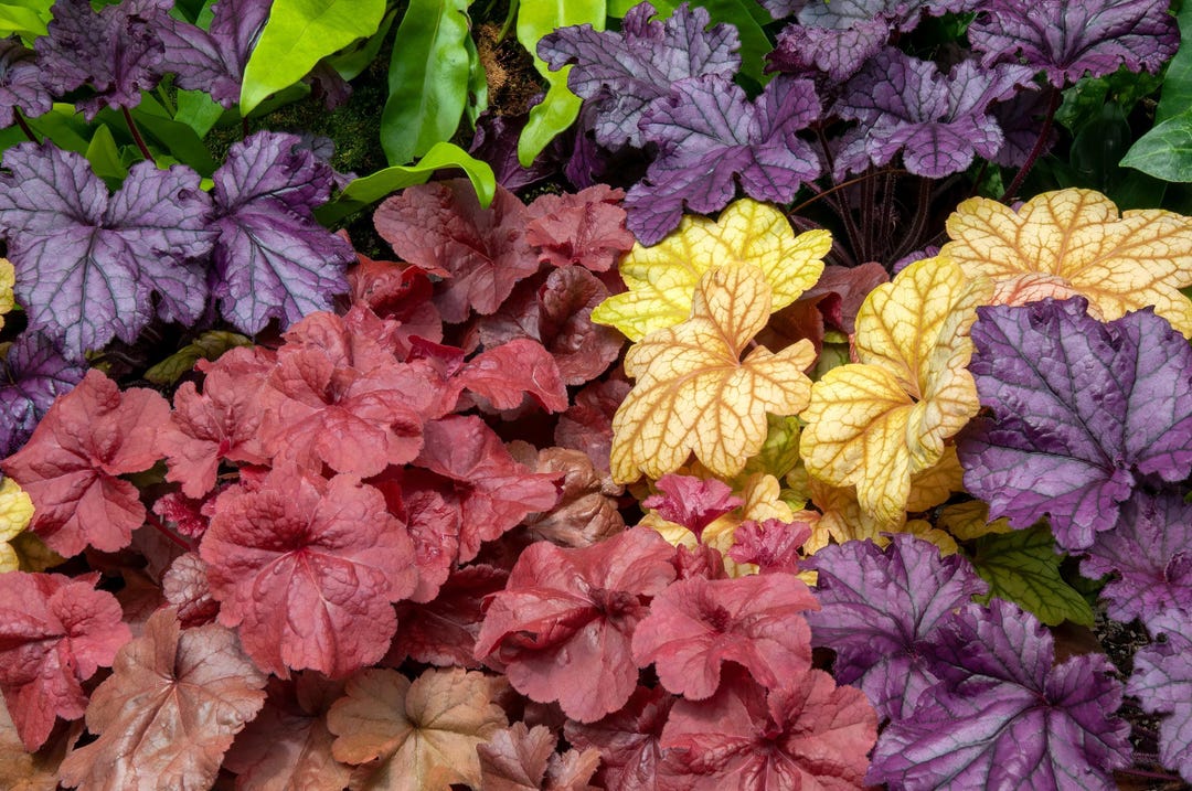 1200 Mixed Colors CORAL BELLS HEUCHERA Shade Flower Seeds - Etsy