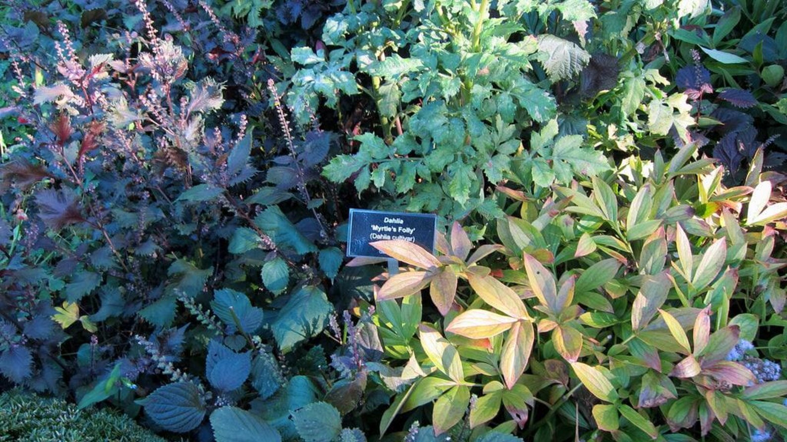 300 PURPLE SHISO Aka PERILLA Frutescens Ornamental Herb Seeds Green ...