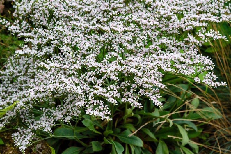 30 GERMAN STATICE White Sea Lavender Goniolimon Tataricum Limonium ...