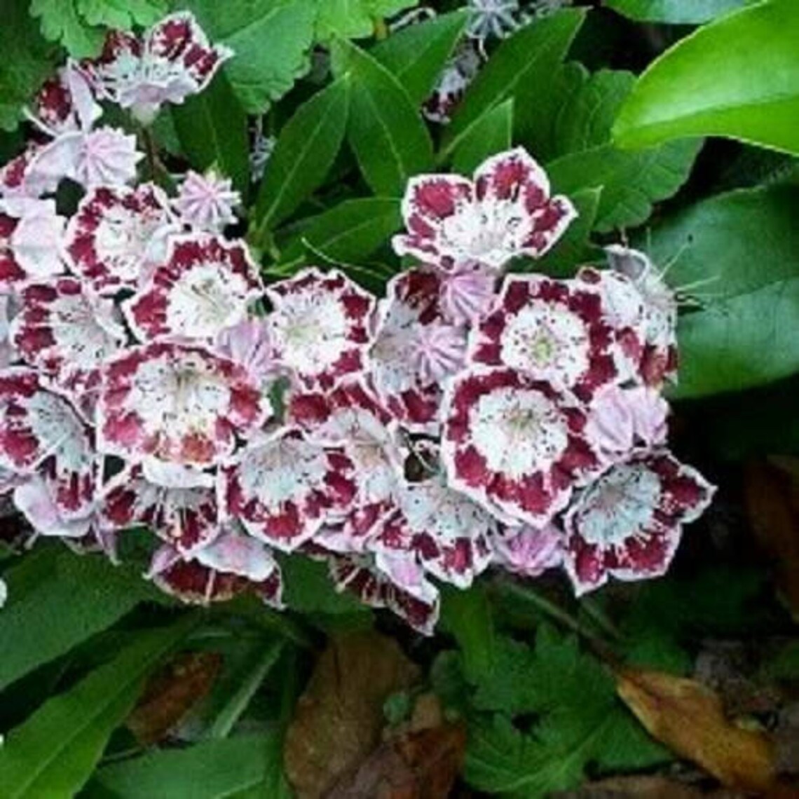 50 MOUNTAIN LAUREL White Pink Red Kalmia Latifolia Shrub Bush - Etsy