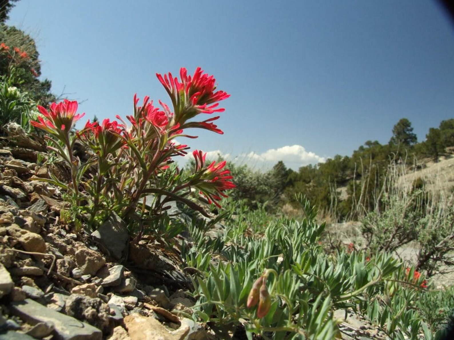 50 Red INDIAN PAINTBRUSH Castilleja Indivisa Flower Seeds - Etsy