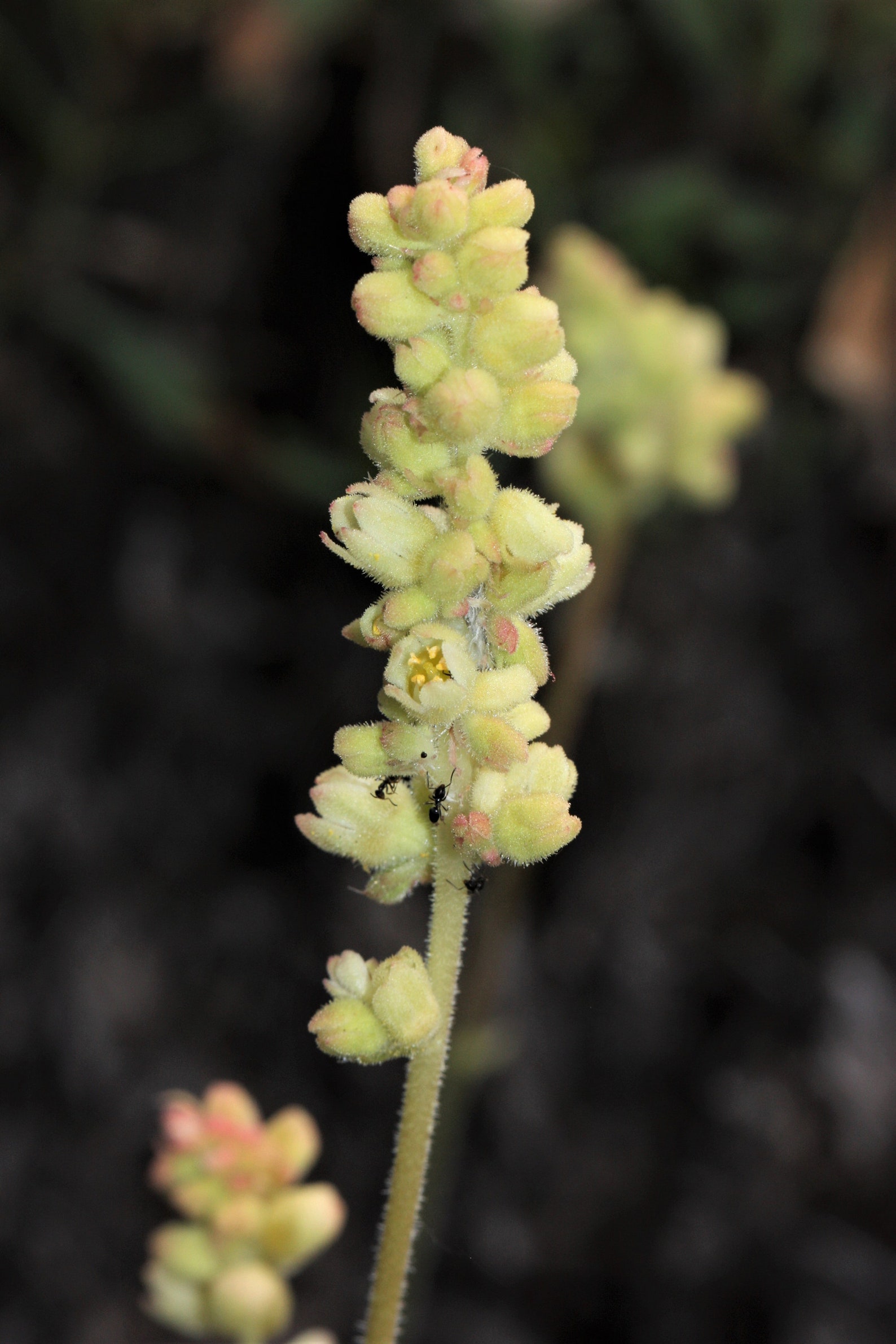 100 ALPINE CORAL BELLS Poker Heuchera Cylindrica Roundleaf Alumroot Sun ...