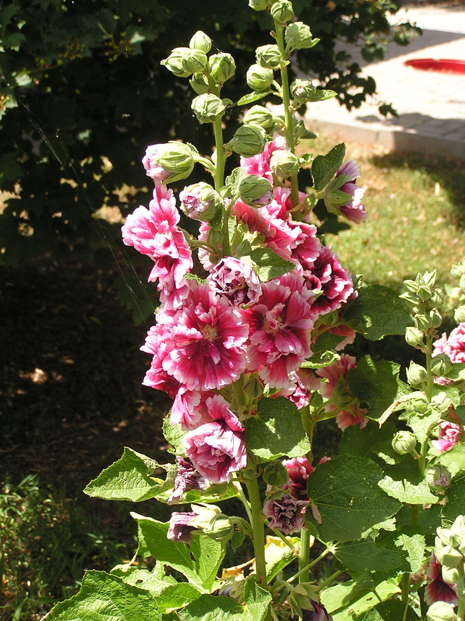 50 Dwarf Double HOLLYHOCK MAJORETTE MIX Alcea Rosea Red Pink - Etsy