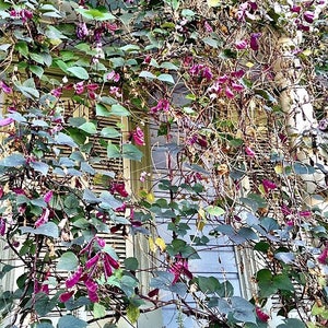 10 Ruby Moon HYACINTH BEAN Lablab Purpureus Blue Purple White Flower ...