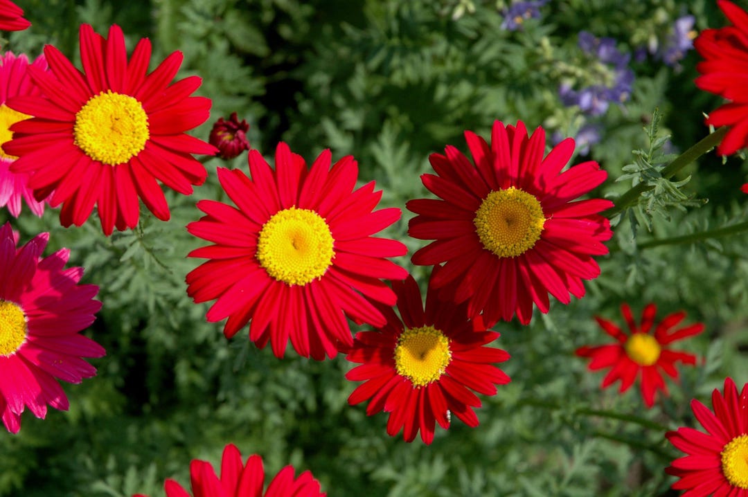 100 RED ROBINSONS DAISY Painted Chrysanthemum Coccineum Pyrethrum ...