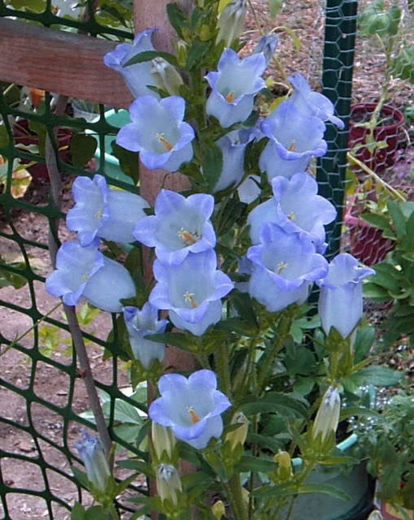 200 Blue CANTERBURY BELLS CAMPANULA Medium Flower Seeds flat Shipping ...