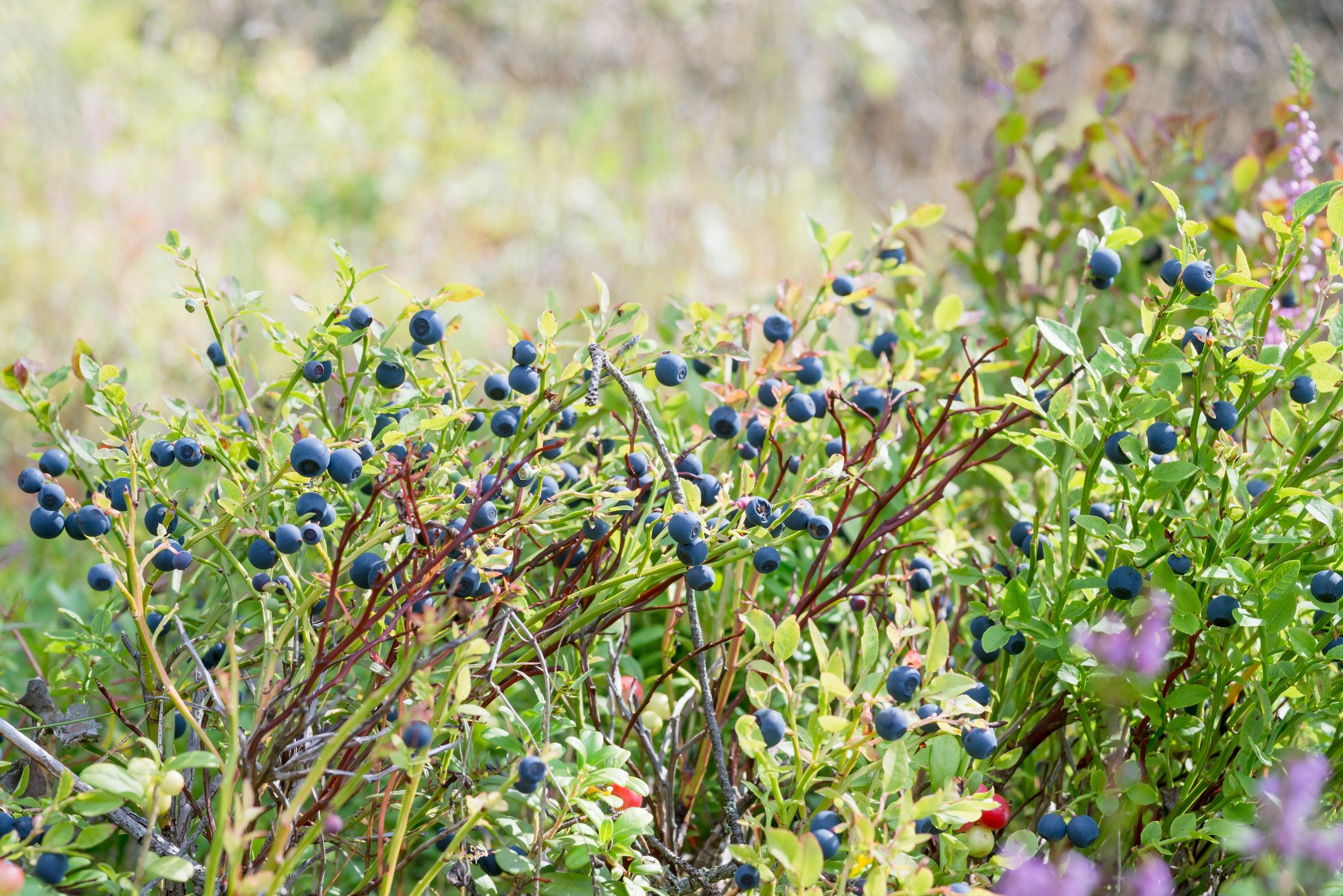 20 COMMON BILBERRY Fruit Shrub European Blueberry Vaccinium Myrtillus ...