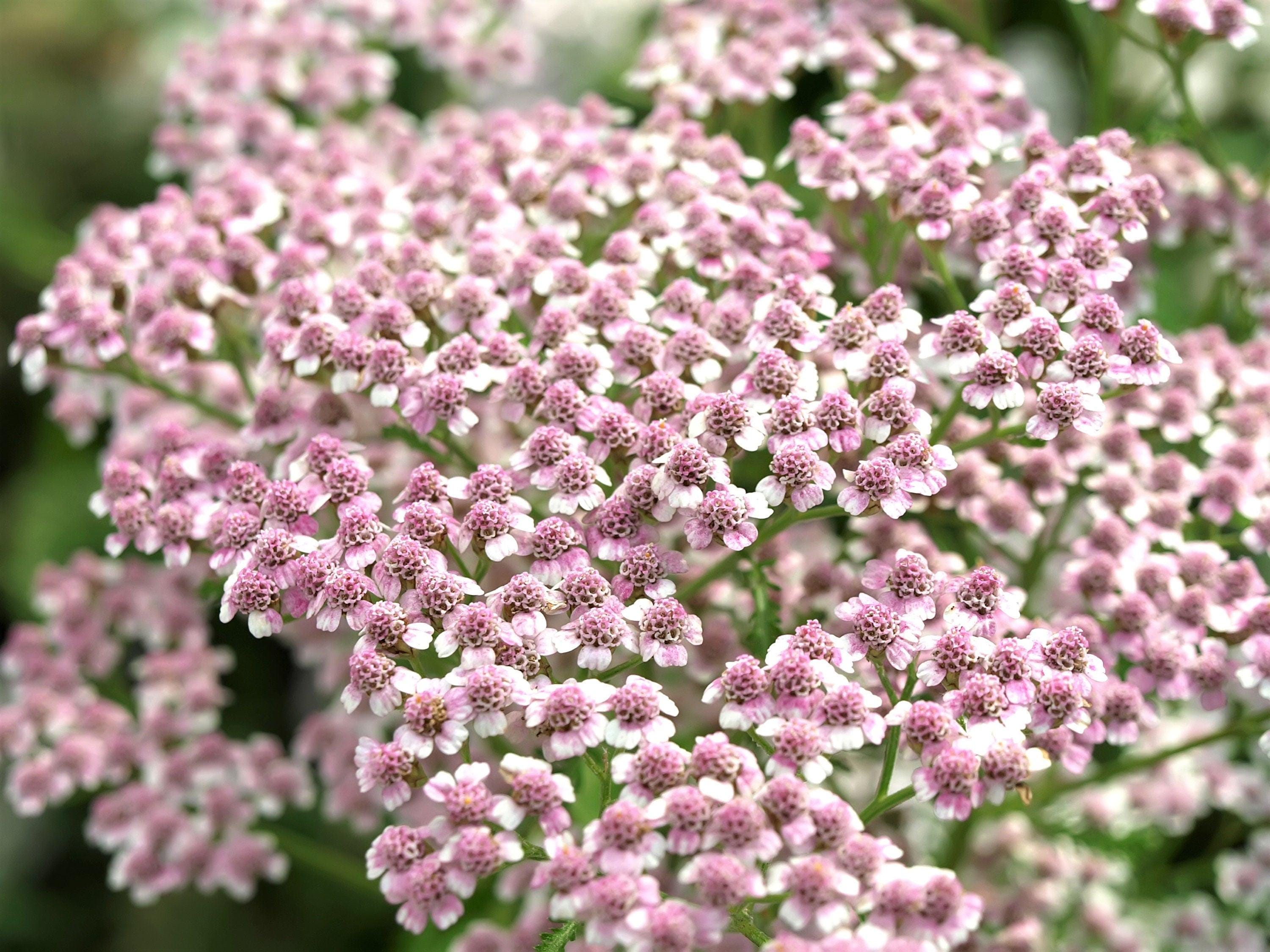 50 LOVE PARADE YARROW Achillea Sibirica Ssp. Camtschatica Aka Kamchatka ...