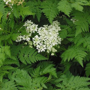 200 BRUSSELS WINTER CHERVIL Gourmet European Heirloom Herb - Etsy