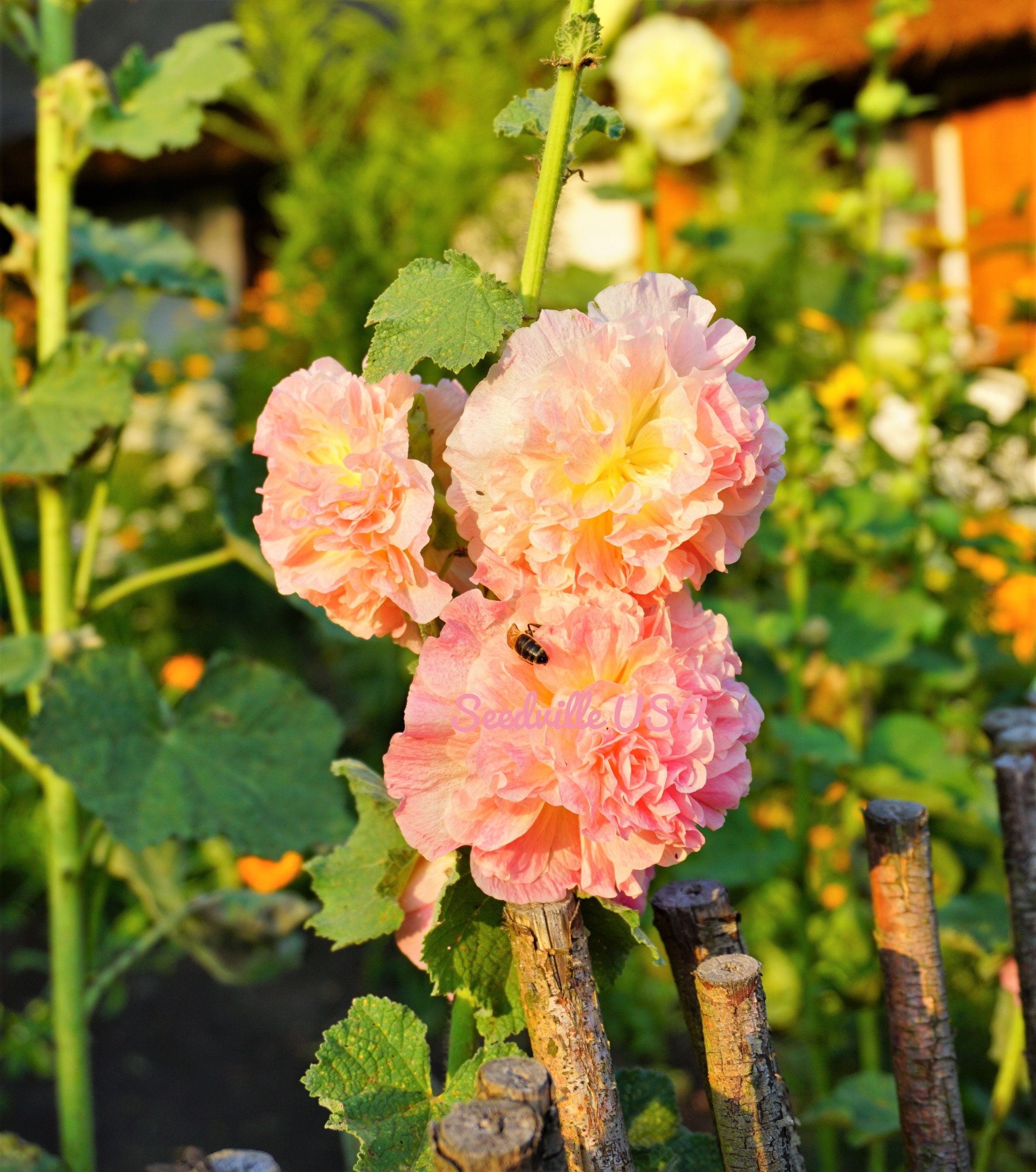 50 Dwarf Double HOLLYHOCK MAJORETTE MIX Alcea Rosea Red Pink | Etsy Canada