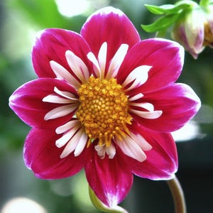 50 MIXED COLLARETTE DAHLIA Variabilis Two Tone Mix of Red Pink Purple ...