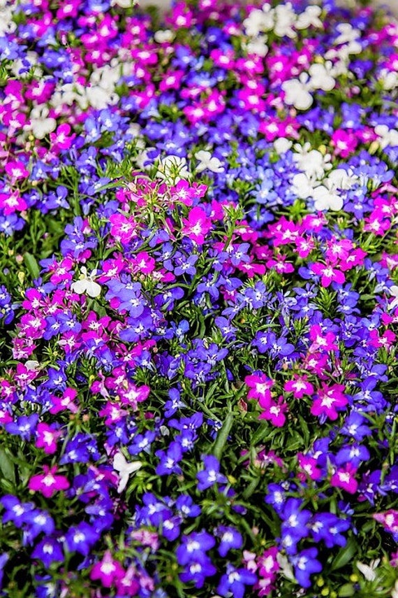 200 MIXED COLORS LOBELIA Regatta Lobelia Erinus Flower Seeds - Etsy