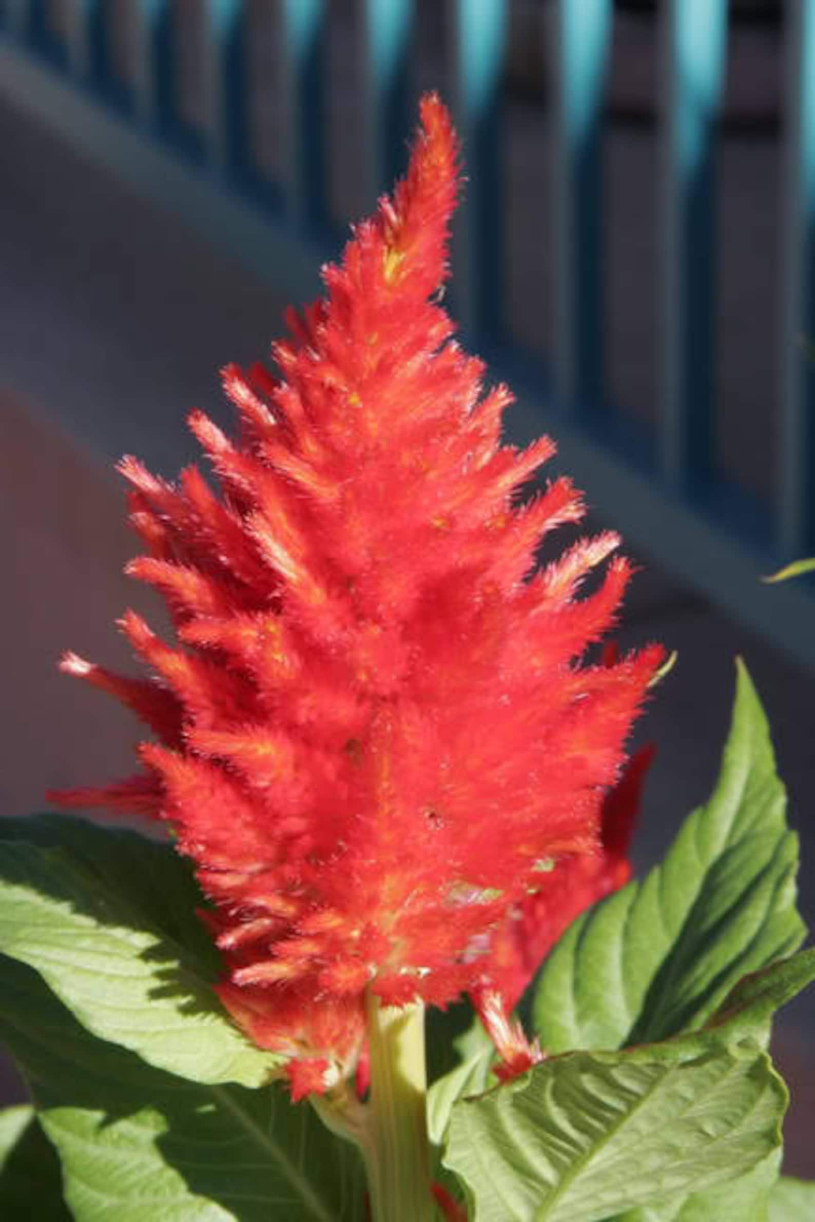 100 RED Forest Fire COCKSCOMB CELOSIA Plumosa Seeds - Etsy Canada
