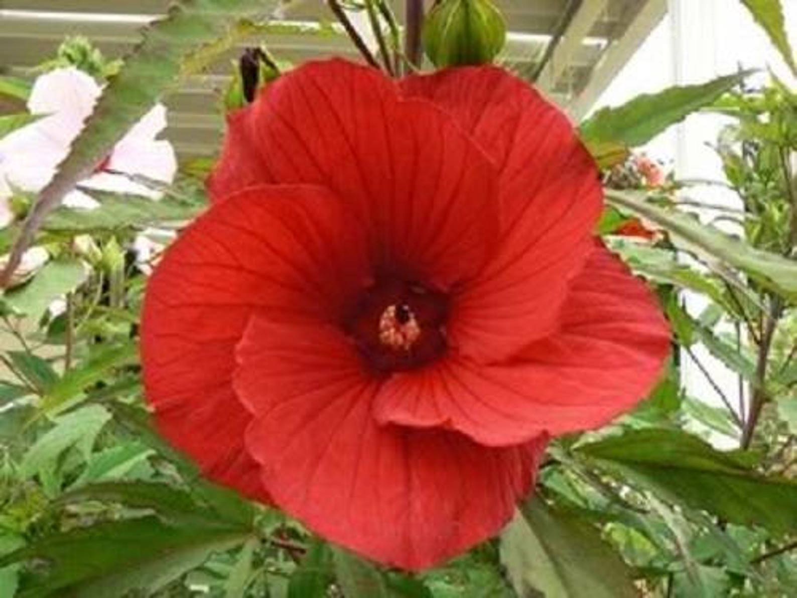 10 Luna RED HARDY HIBISCUS Hibiscus Moscheutos Balhibred - Etsy