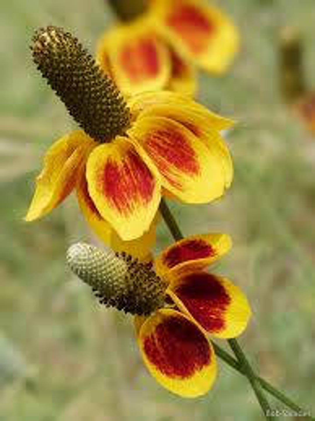 500 MEXICAN HAT Ratibida Columnaris Flower Seeds - Etsy