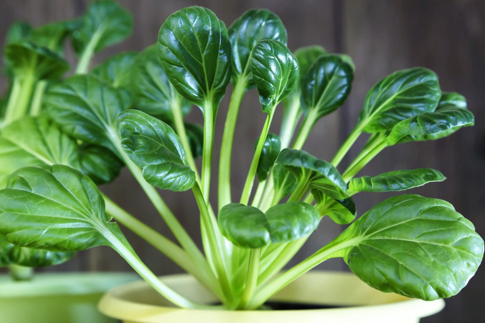 1000 TATSOI Brassica Rapa Rosularis Tat Soi Bok Spinach Mustard ...