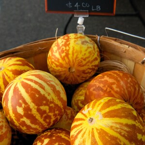 15 TIGGER / TIGER MELON Edible Muskmelon & Ornamental Vine Cucumis Melo ...