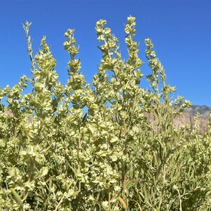 100 FOURWING SALTBRUSH Atriplex Canescens Gray Sage Brush Chamiso ...
