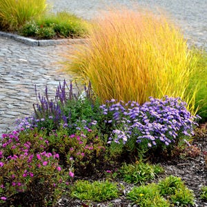 30 Violet PANIC GRASS Panicum Miliaceum Violaceum Ornamental Purple ...