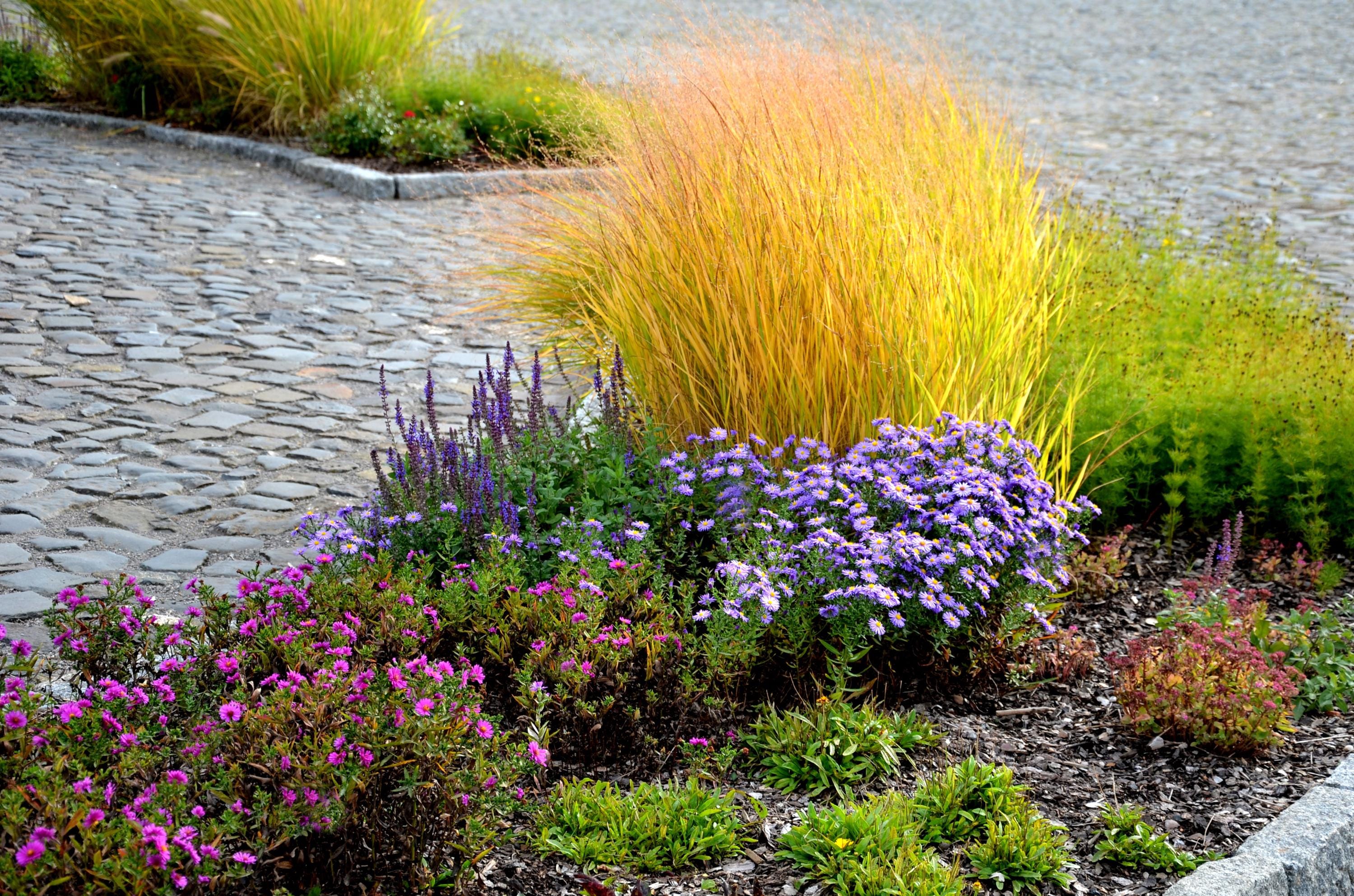 30 Violet PANIC GRASS Panicum Miliaceum Violaceum Ornamental Purple ...