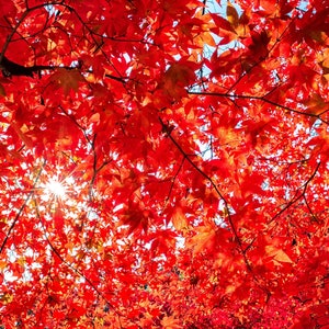 10 RED JAPANESE MAPLE Tree Bloodgood Ornamental Acer Palmatum Seeds - Etsy