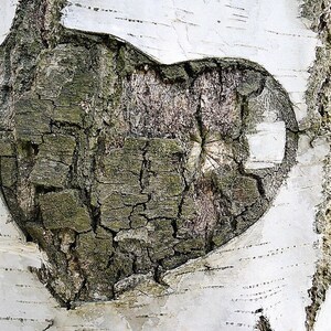 100 WHITE Japanese BIRCH TREE Betula Platyphylla Japonica Seeds - Etsy