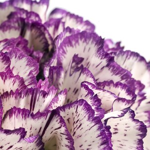 50 PICOTEE MIX CARNATION Dianthus Caryophyllus Double Bicolor Striped ...
