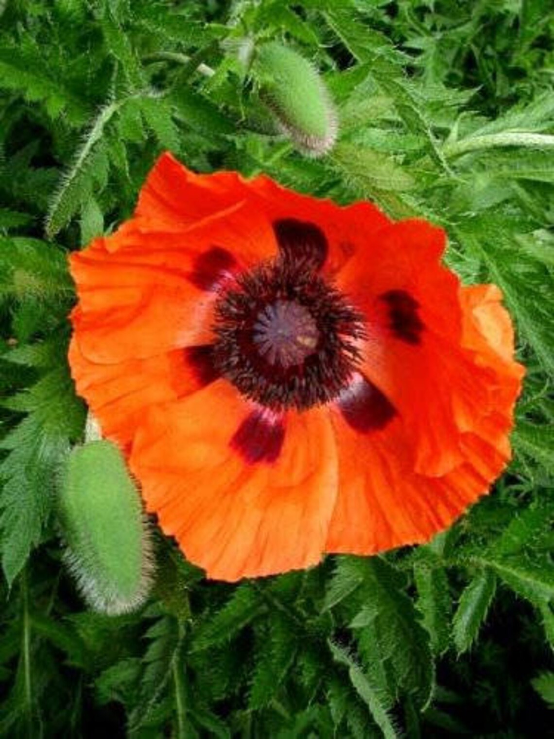 500 ORIENTAL RED Mix POPPY Papaver Orientale Flower Seeds - Etsy