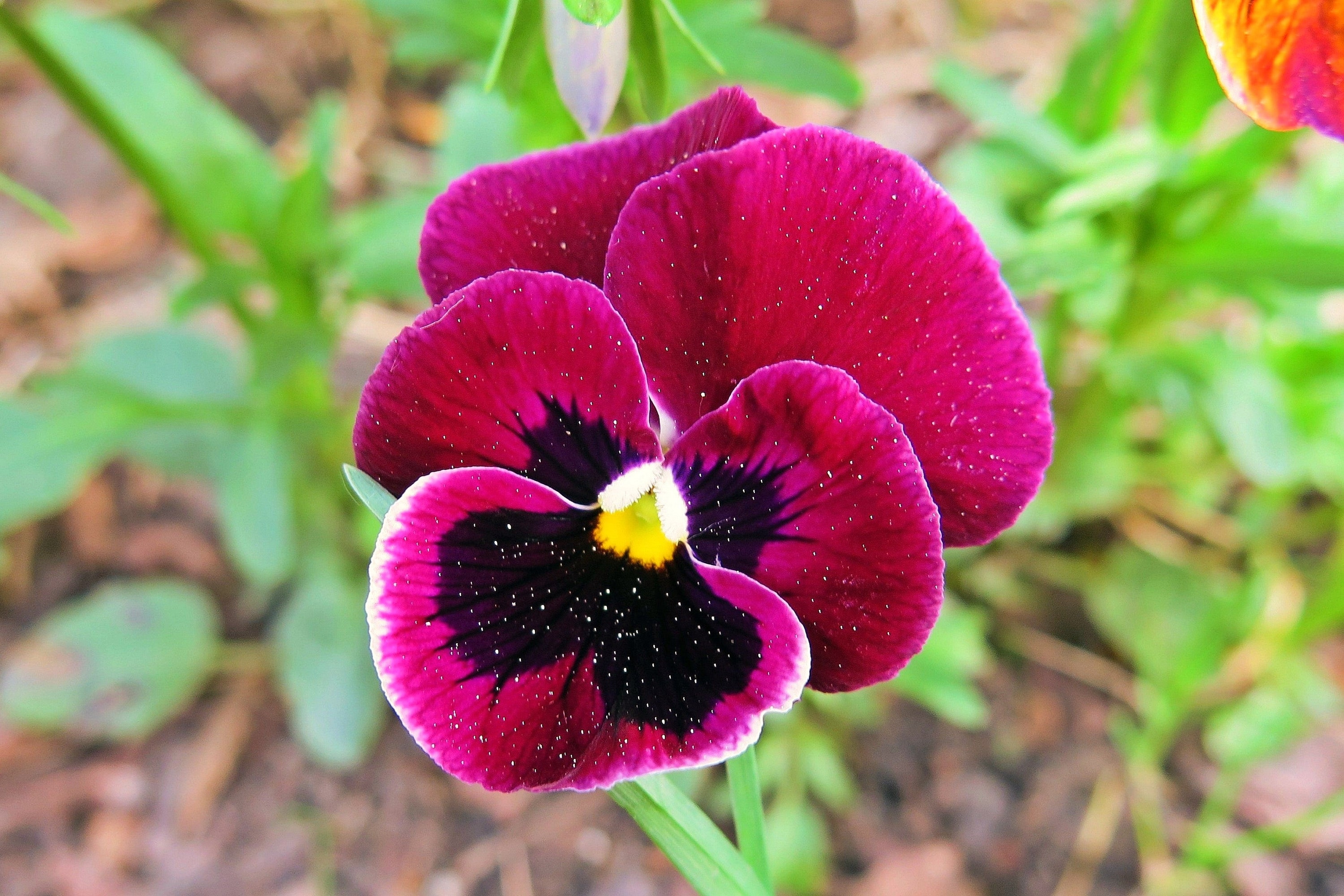 50 RASPBERRY BLOTCH PANSY Swiss Giant Viola Wittrockiana Pink Flower ...