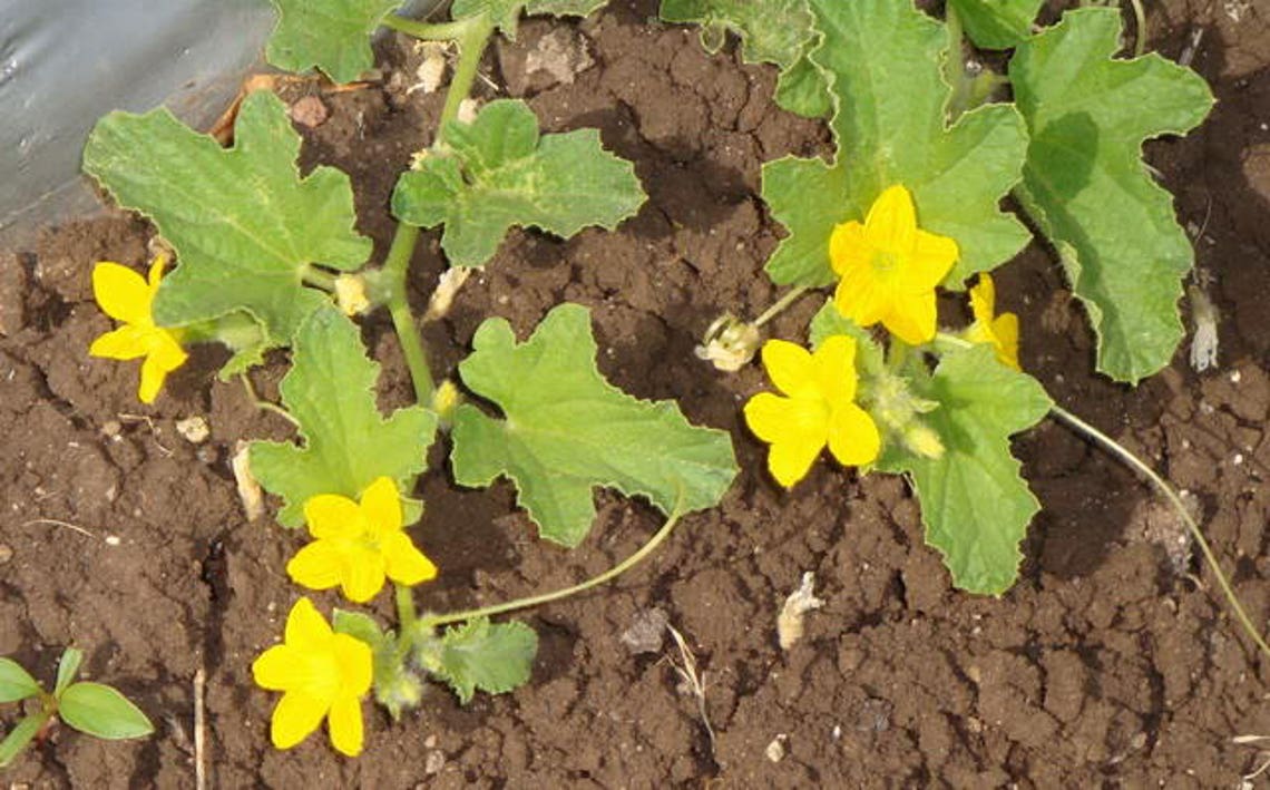 15 TIGGER / TIGER MELON Edible Muskmelon & Ornamental Vine | Etsy