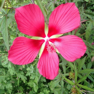 10 Red TEXAS STAR HIBISCUS Coccineus Scarlet Rosemallow Flower Seeds ...