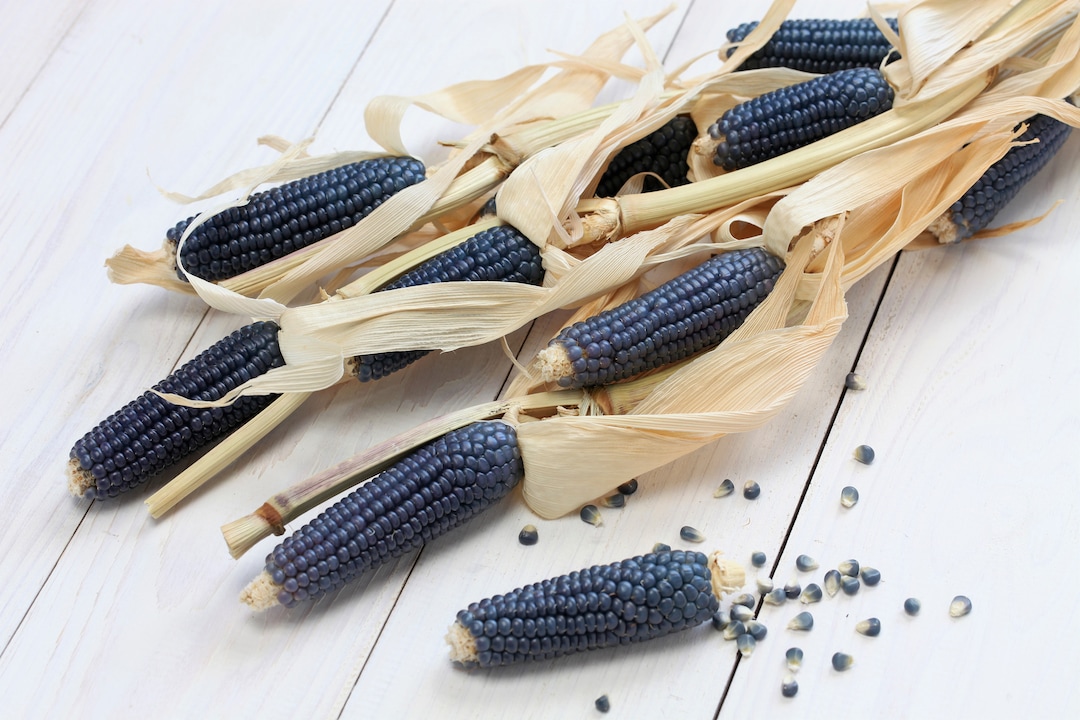 50 PALOMITAS AZULES Núcleos azules Pop Maíz blanco Zea Mays Semillas ...