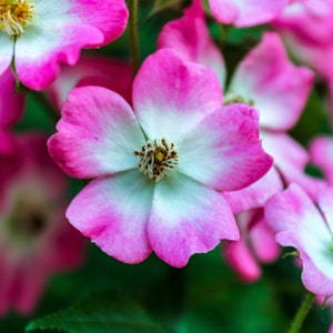 25 SWEET BRIAR ROSE Multiple Shades of Pink Eglantine Rose Rosa ...
