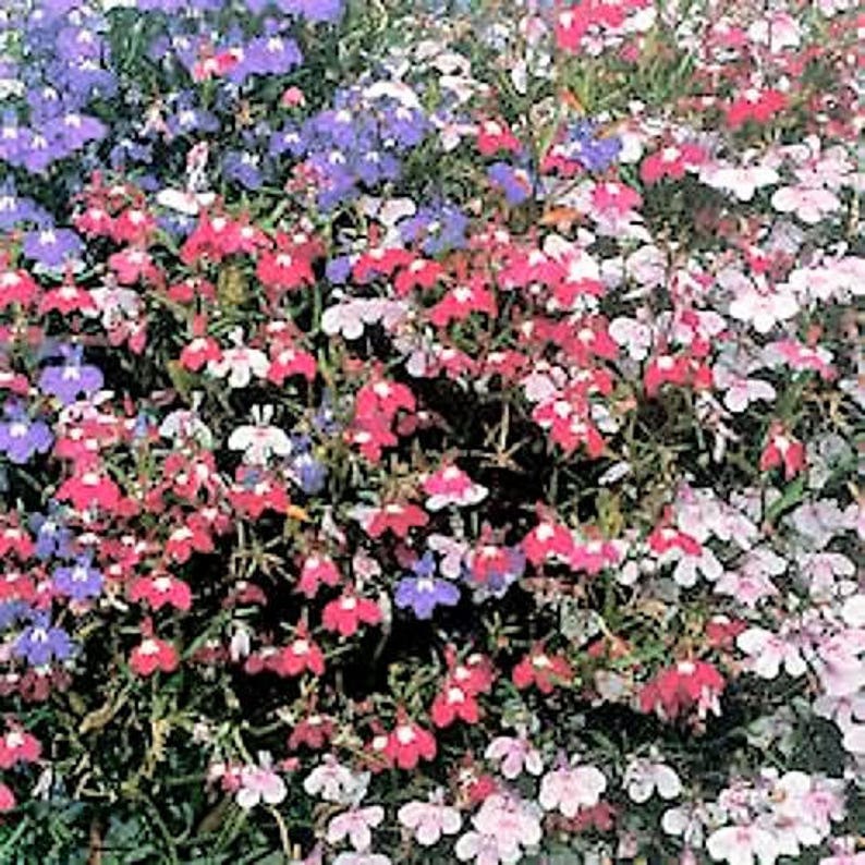 200 MIXED COLORS LOBELIA Regatta Lobelia Erinus Flower Seeds - Etsy