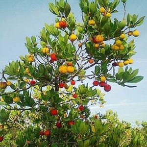 25 STRAWBERRY TREE Edible Red Berry Tree Arbutus Unedo Seeds Irish ...