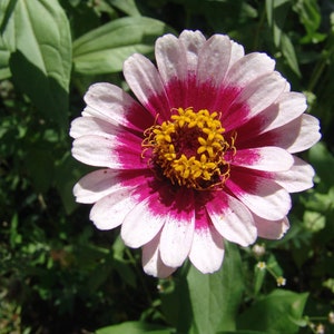 50 CAROUSEL MIX ZINNIA Elegans Carrousel Whirligig Mixed Colors Bicolor ...