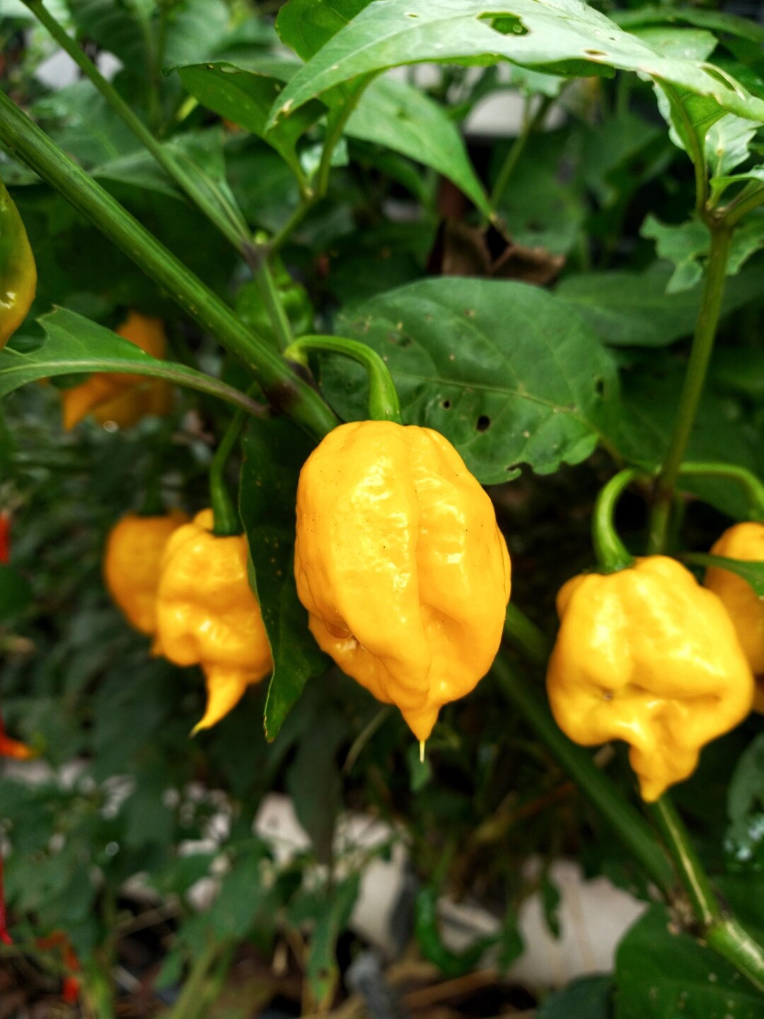 10 Yellow CAROLINA REAPER PEPPER World's Hottest Capsicum Chinense Hot ...