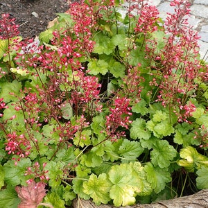 100 Red HEUCHERA SPLENDENS Coral Bells Heuchera Sanguinea Sanguineum ...